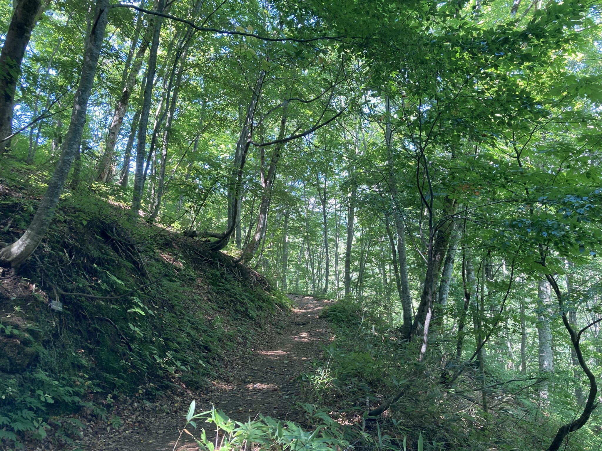 日本の世界自然遺産！白神山地ブナの原生林を行く！2020東北一人旅#3 - capsule